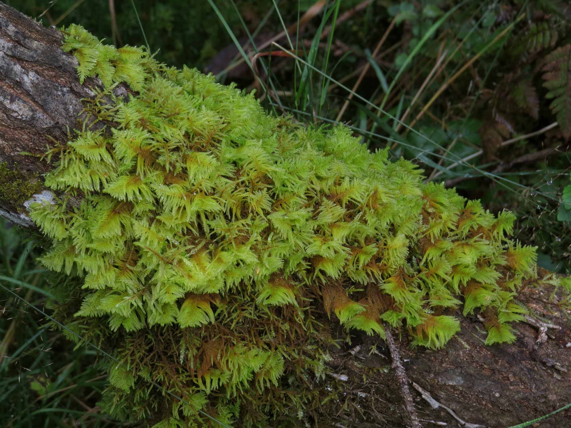 21 Moss Types to Create an Enchanting Garden - CozyCottageCute